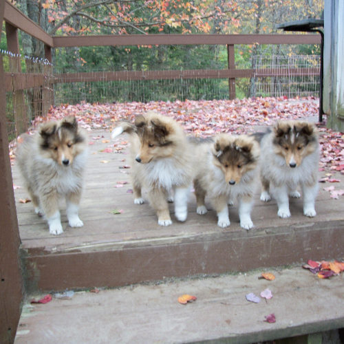 Sheltie Puppies at Play in Connecticut | Appleton Shelties