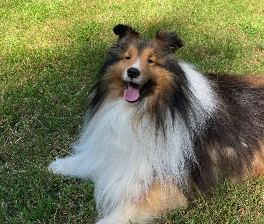 Male Shetland Sheepdogs in Connecticut | Appleton Shelties